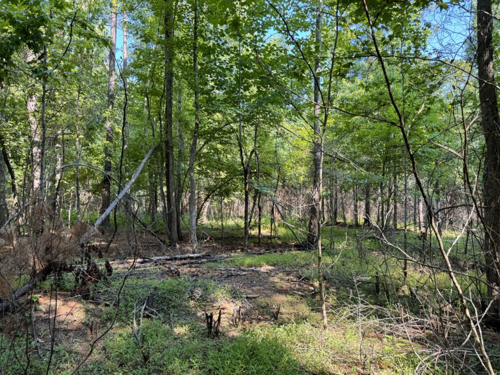 Prescribed Fire Healthy Habitats | Burn Management NC