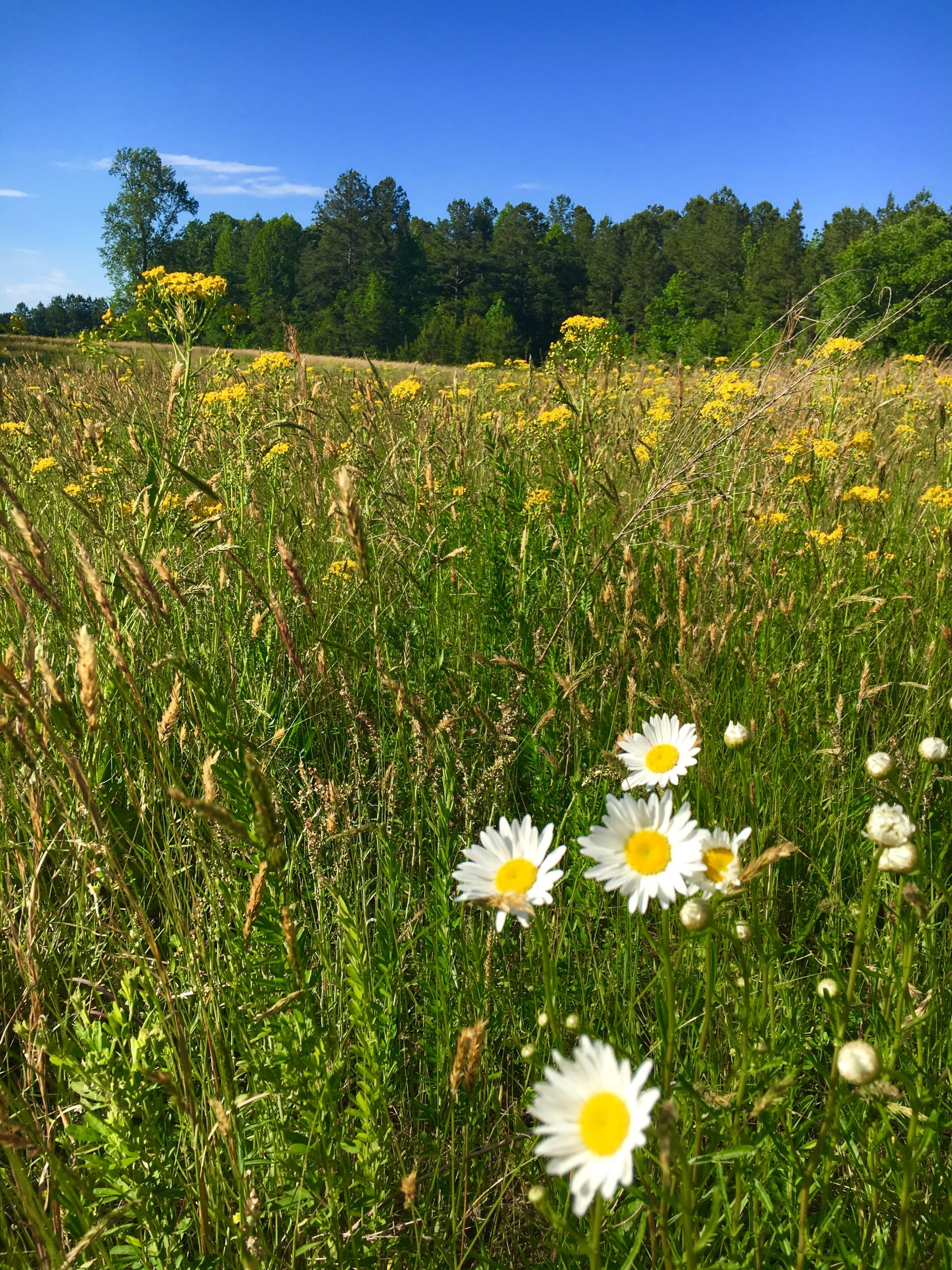 TLC’s Williamson Preserve now open - Triangle Land Conservancy