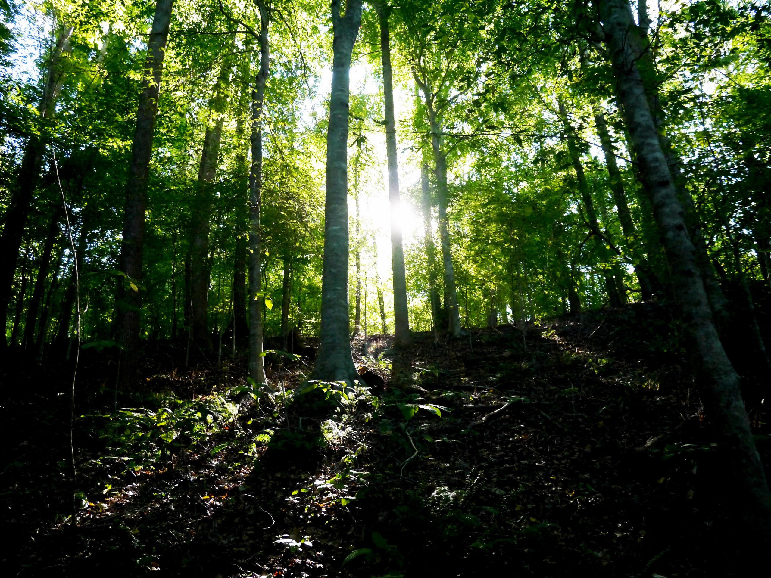 Gifts that endure - Triangle Land Conservancy