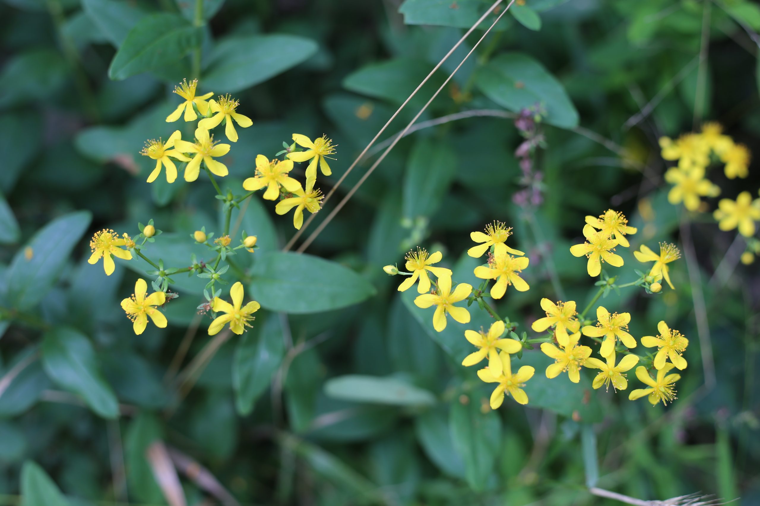 Why we all need a will. Today. - Triangle Land Conservancy