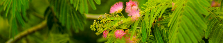 Mimosa Tree: beautiful in bloom, disruptive invasive - Triangle Land ...