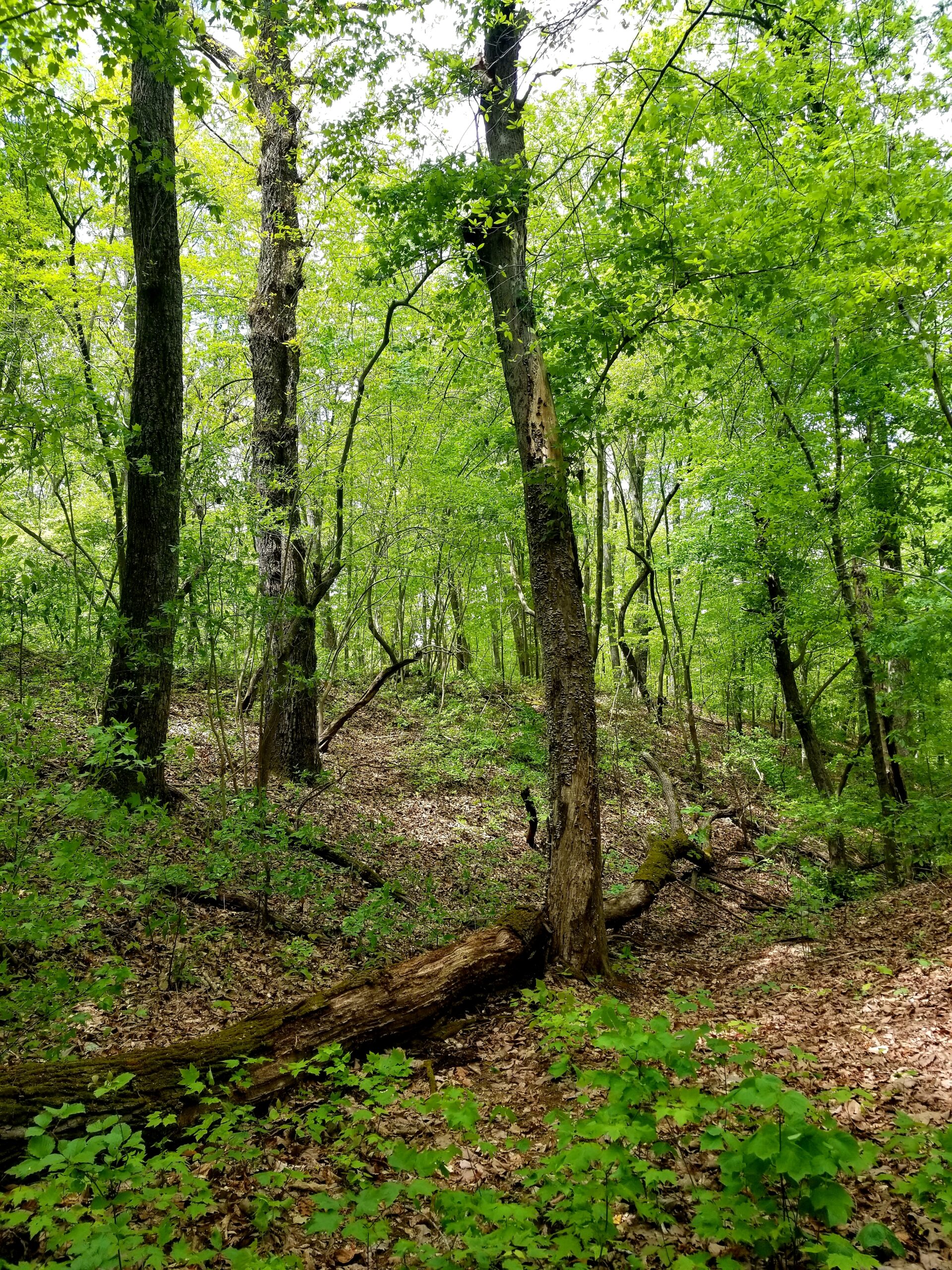 Flower Hill Nature Preserve | Triangle Land Conservancy