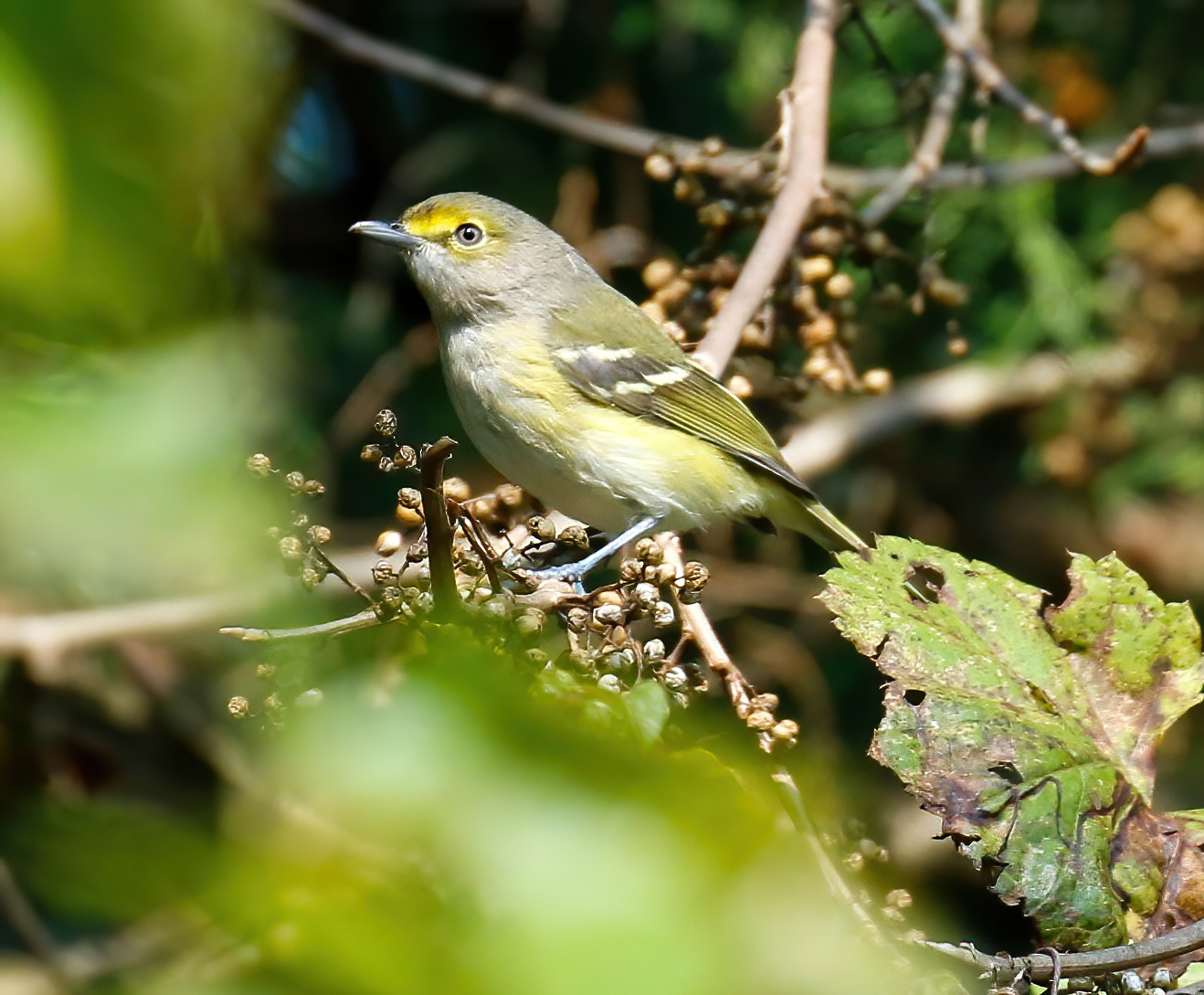 George & Julia Brumley Family Nature Preserve | Triangle Land Conservancy