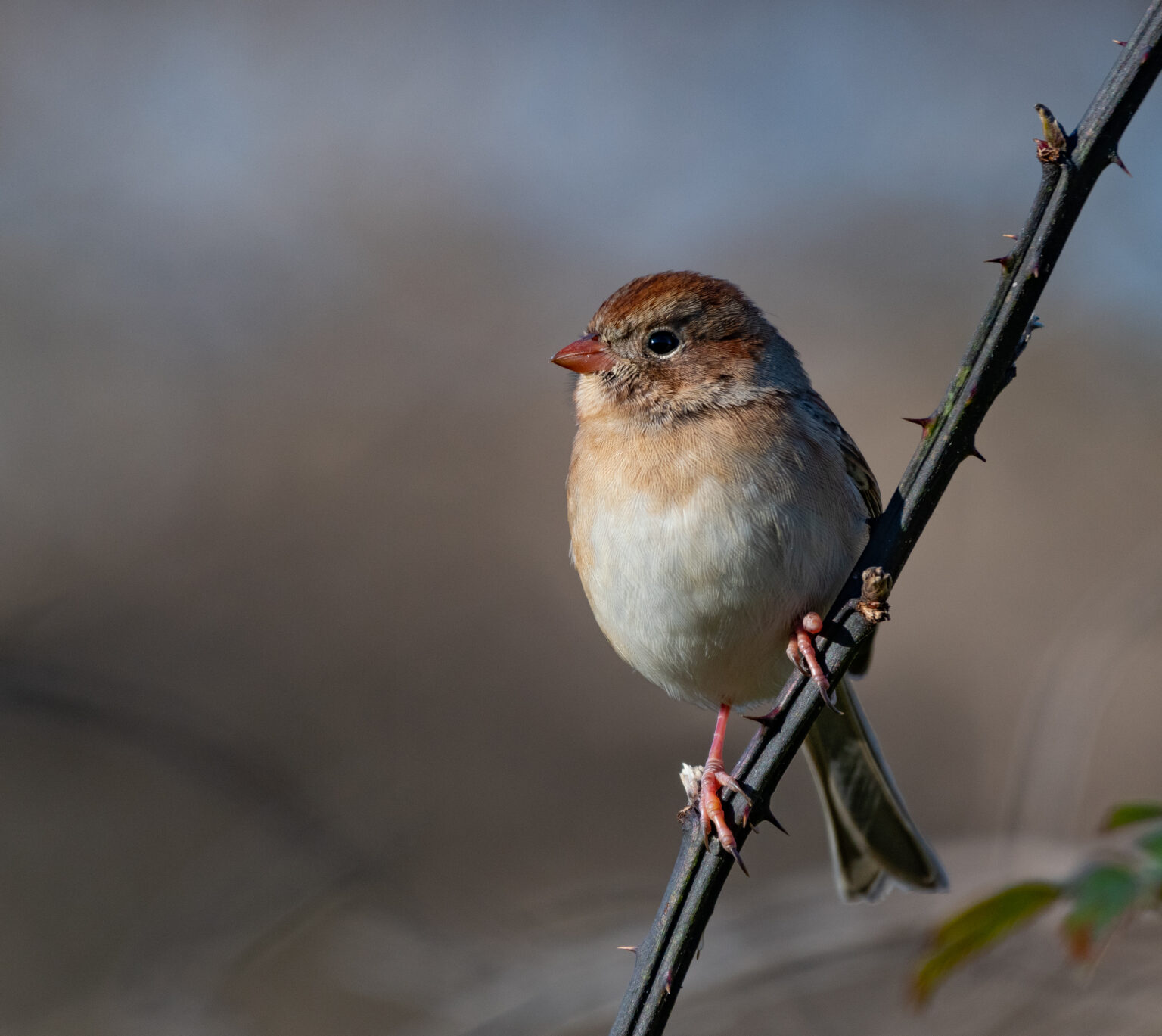 Great Backyard Bird Count with Bo Howes - Triangle Land Conservancy