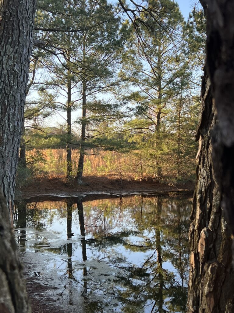 Be a force for nature: TLC’s 2026 photo contest | Triangle Land Conservancy