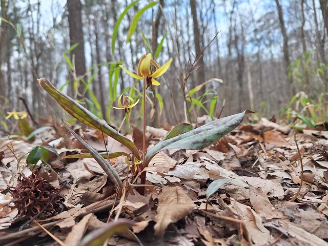 Spring Ephemerals Triangle | Wildflower Guide NC