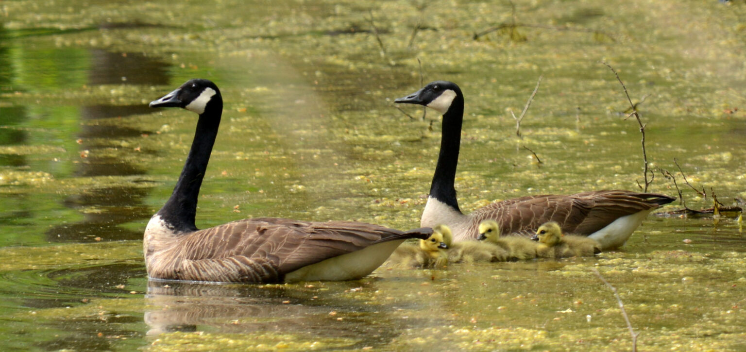 George & Julia Brumley Family Nature Preserve | Triangle Land Conservancy
