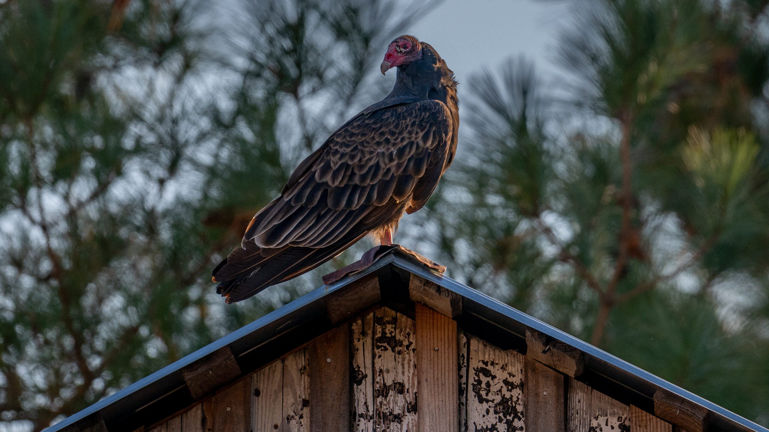 Vultures Ecosystem Role | Wildlife at TLC NC