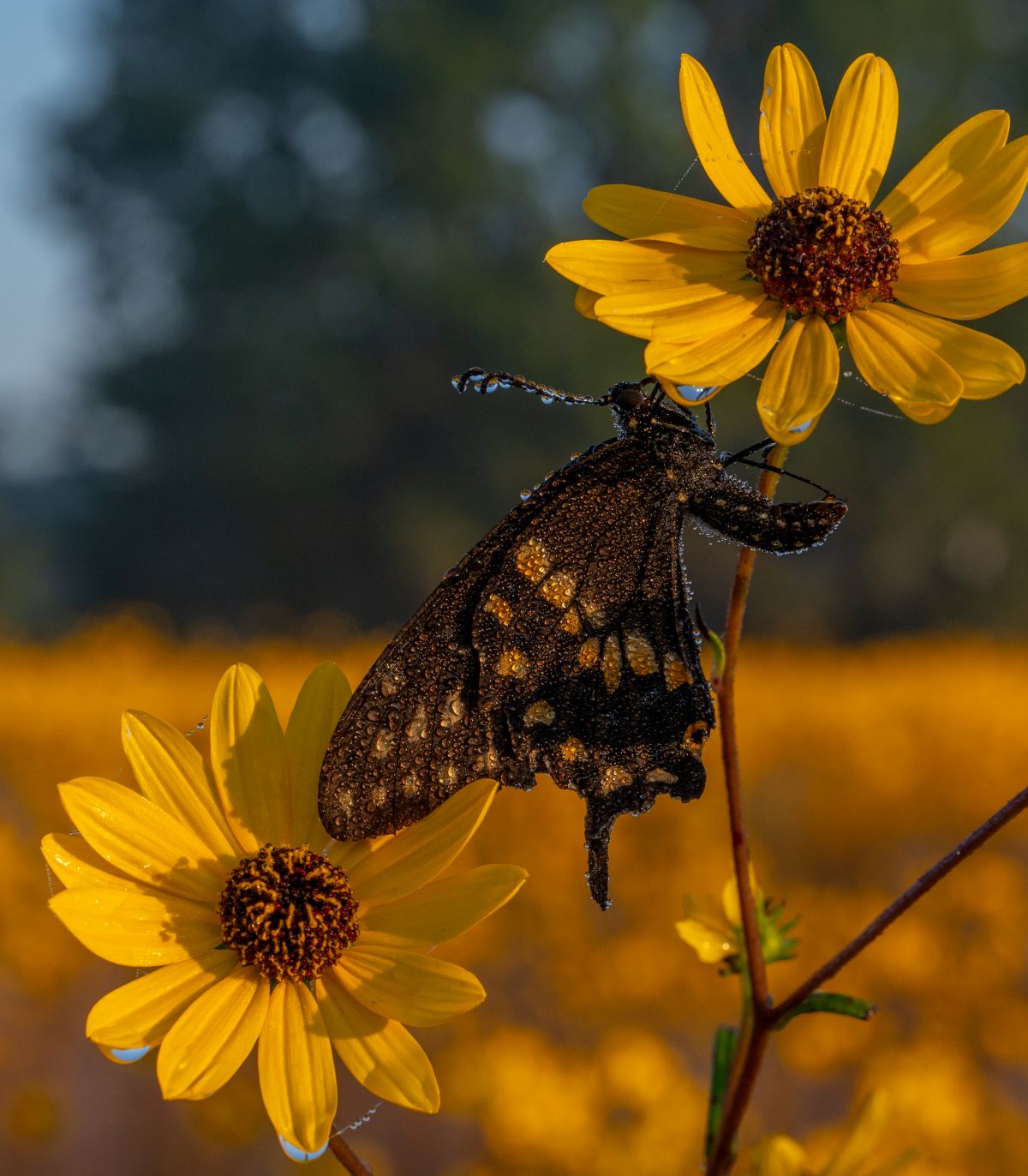 Pollinators in Agriculture | Farm Ecosystem NC