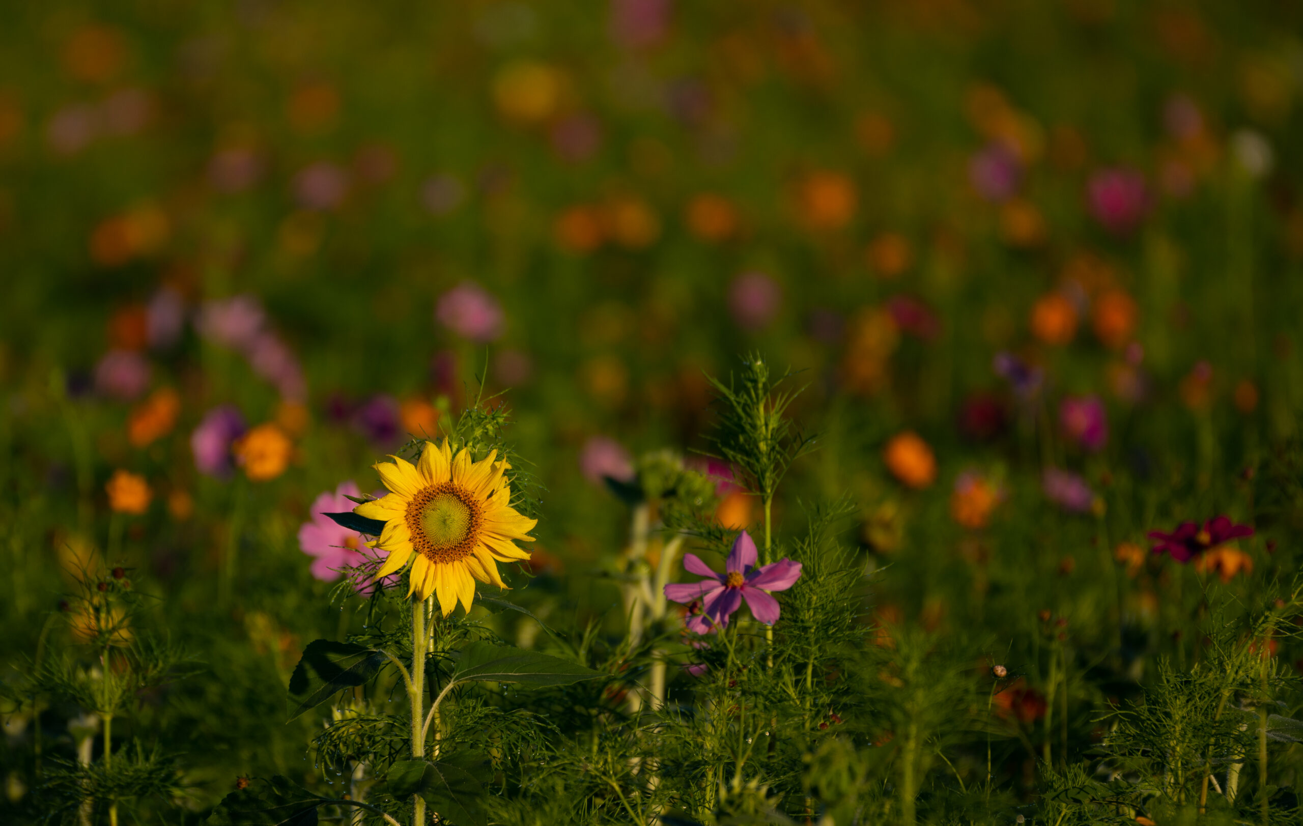 Pollinator Friendly Trees | Native Planting Guide NC