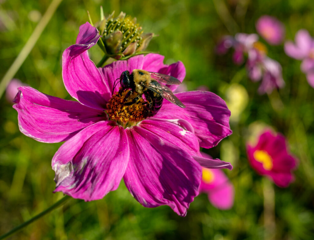 Forgotten Pollinators | Native Bees and Insects NC