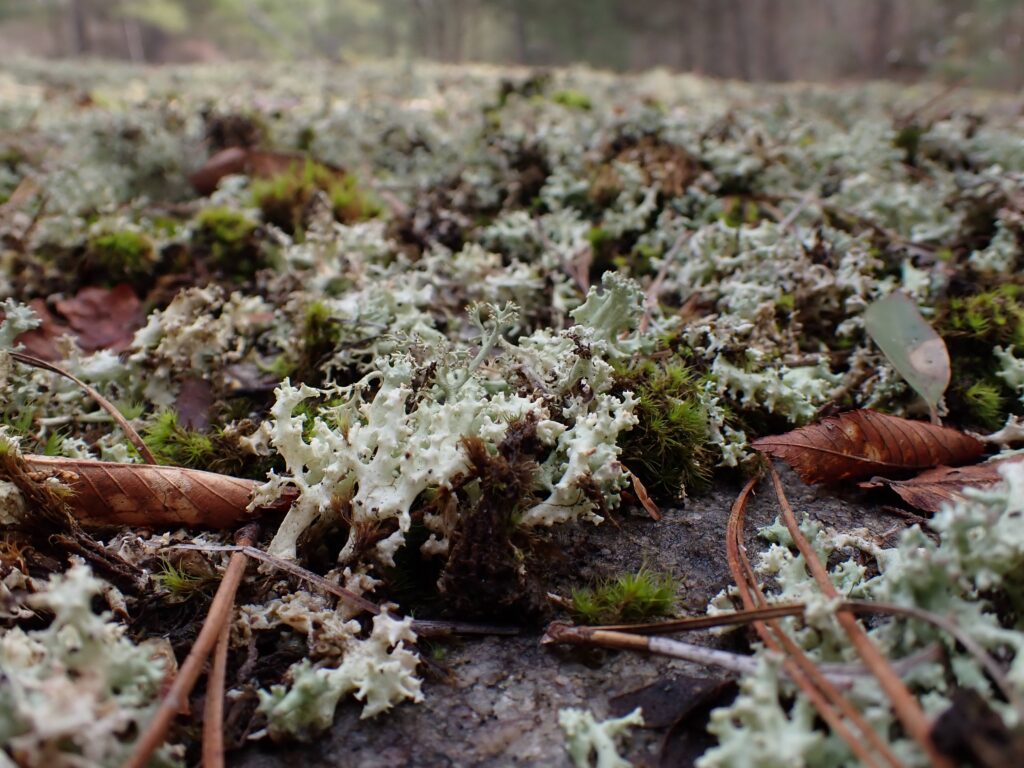 Get Wild: Let's Explore Lichens! | Triangle Land Conservancy