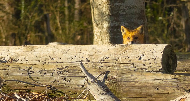Garner Nature Preserve Partnership | Future Park NC