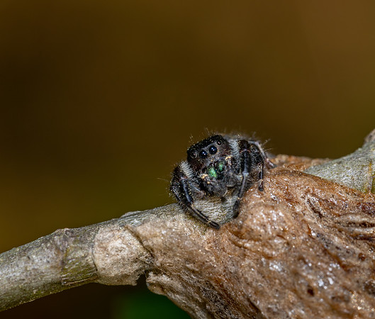 Spiders in NC | Not So Spooky Species Guide