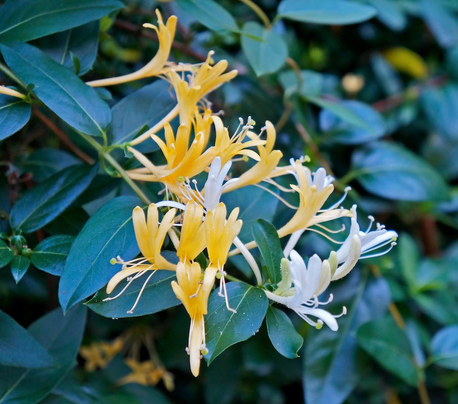 Japanese Honeysuckle Benefits