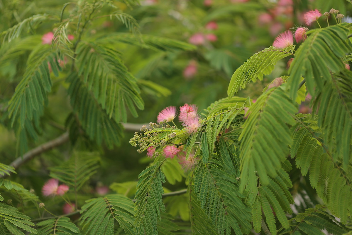 Mimosa Tree Invasive | Beautiful but Harmful NC