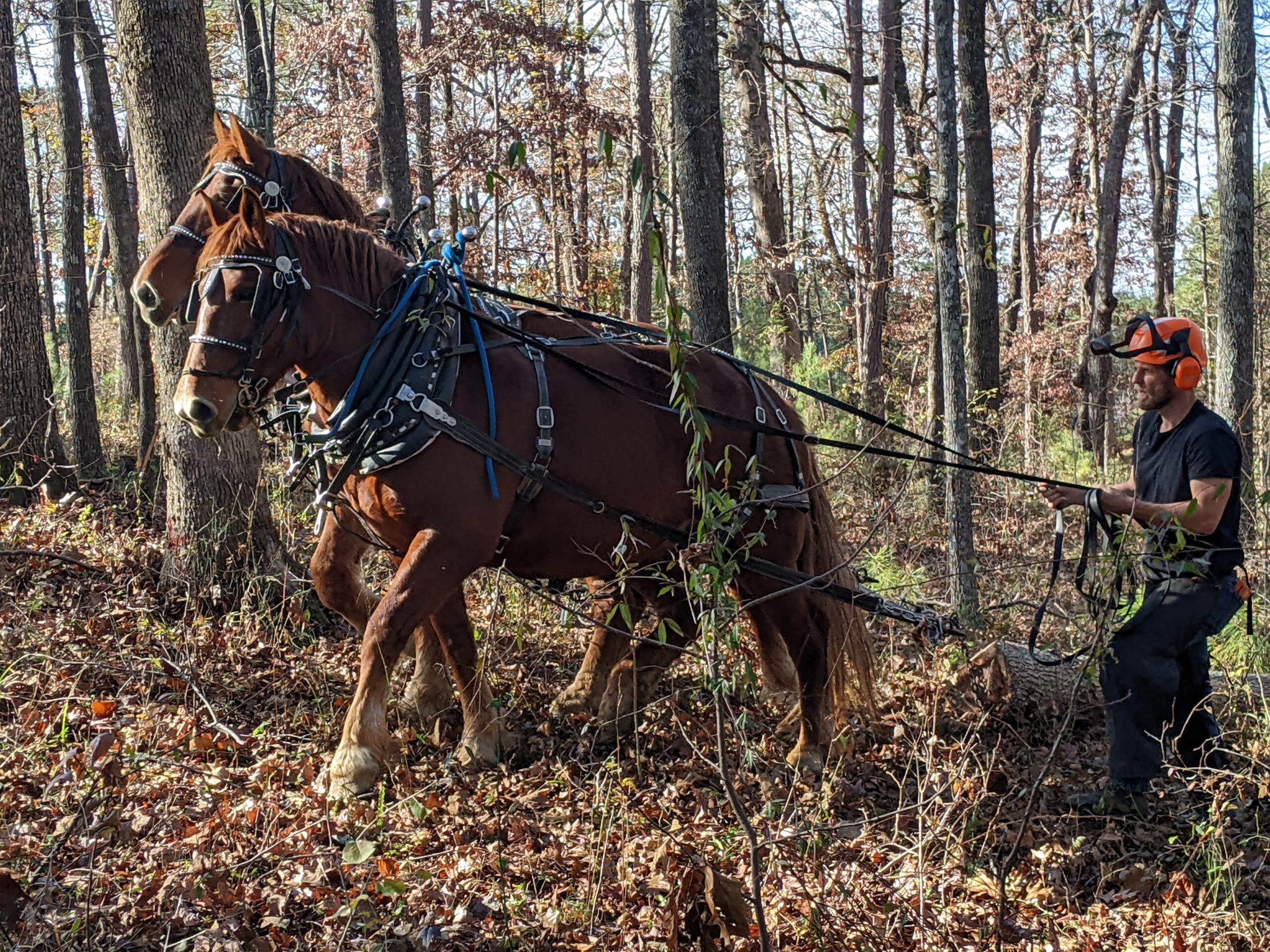 Horsepower Land Stewardship | Draft Horse Farming NC