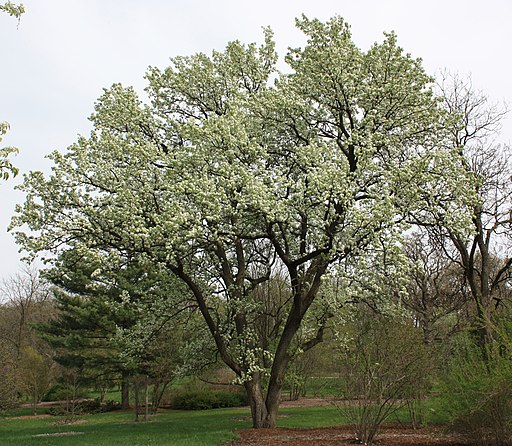 Callery Pear Invasive | Bradford Pear Problem NC