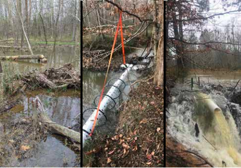 Beavers Ecosystem Engineers | Wildlife at TLC NC