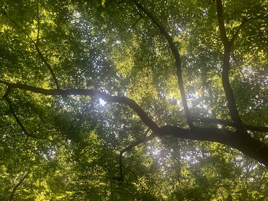 Dancing Sourwoods Spotlight | Native Tree Guide NC