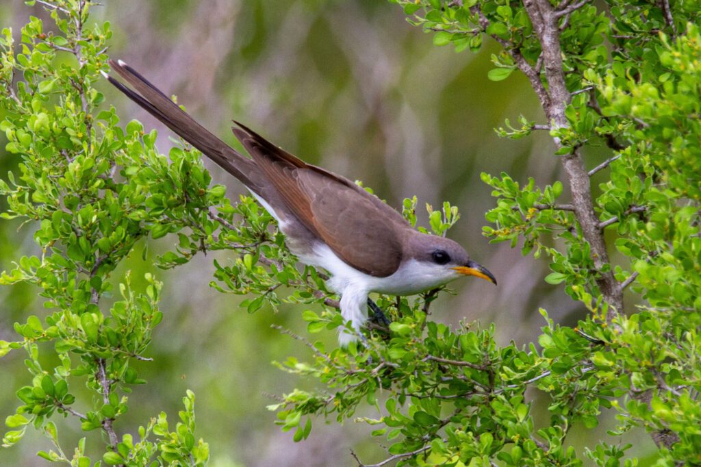 Cuckoos in NC | Bird Species Spotlight