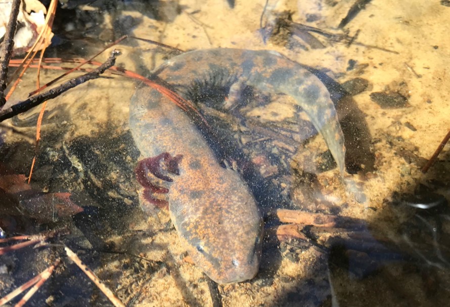 Neuse River Waterdog Search | Endangered Species NC