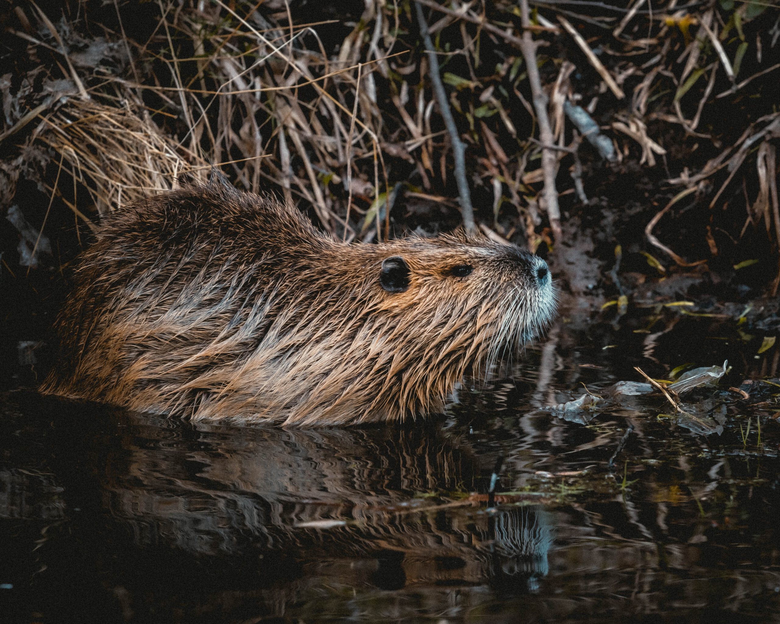Beavers Ecosystem Engineers | Wildlife at TLC NC