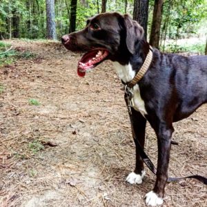 The Visitor Wildlife Story | Animal Encounters at TLC NC