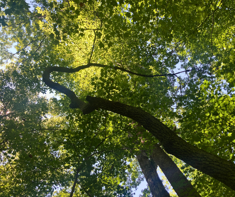 Dancing Sourwoods Spotlight | Native Tree Guide NC