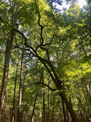 Dancing Sourwoods Spotlight | Native Tree Guide NC