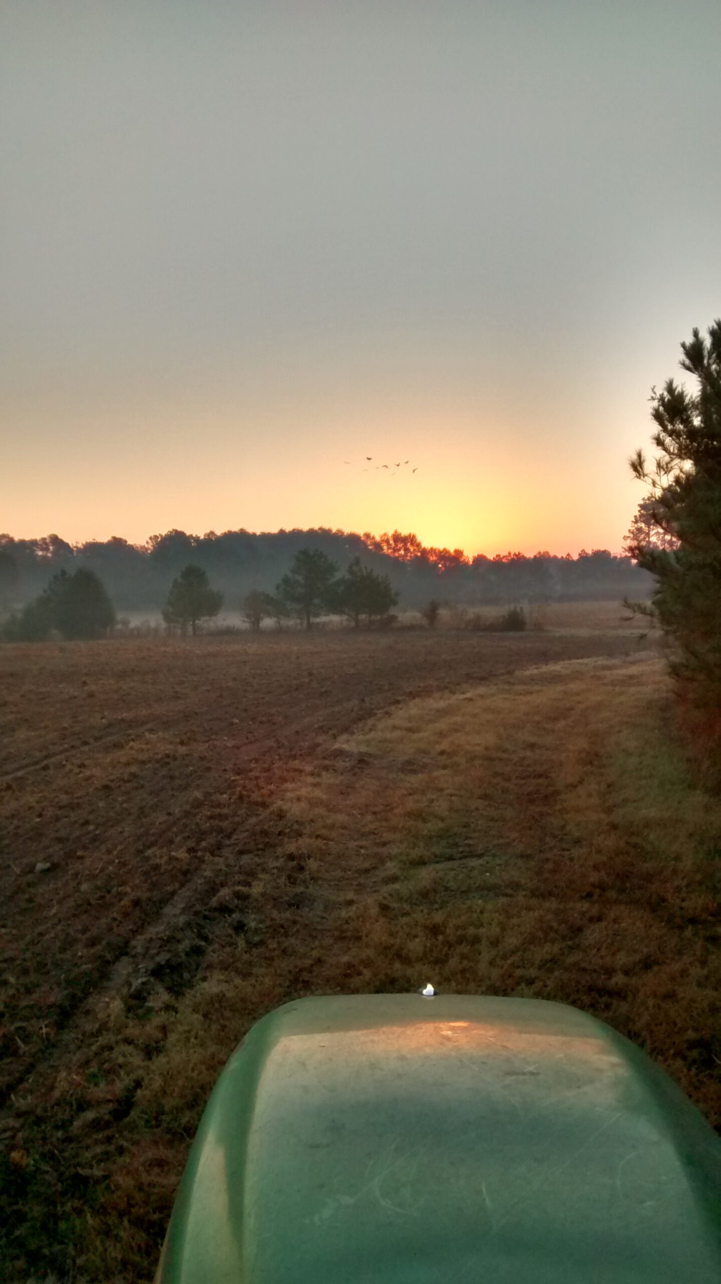 Sunrise Planting Event | Tree Restoration at TLC NC